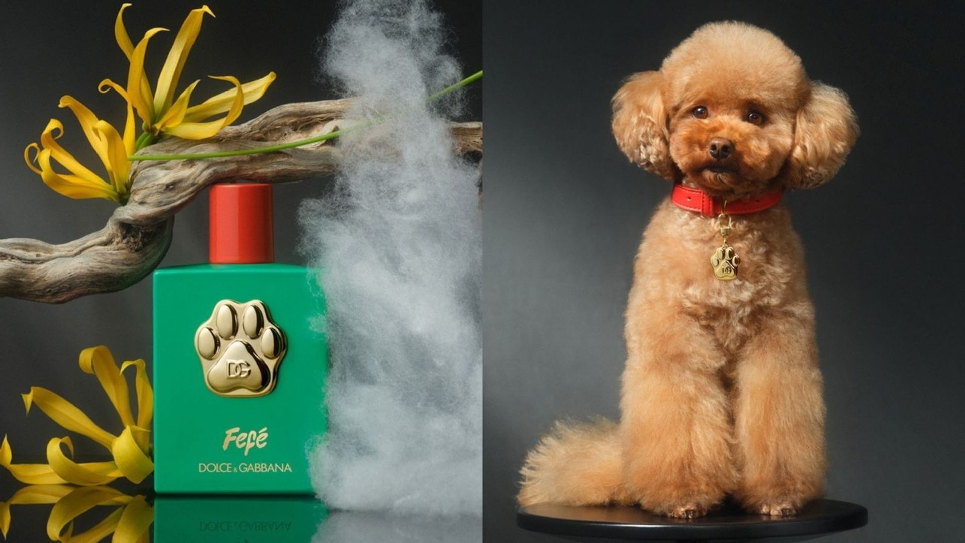 Fefè from Dolce & Gabbana: The new luxury perfume for dogs ...