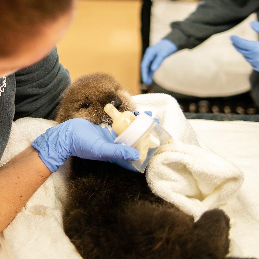 From Moo Deng to Lin Bing: Most famous zoo animals around the world ...