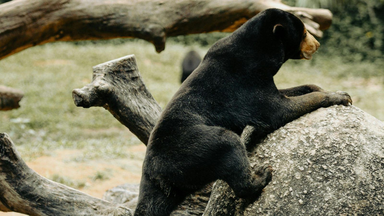 Malayan sun bear: Meet Visit Malaysia 2026's adorable new mascot ...