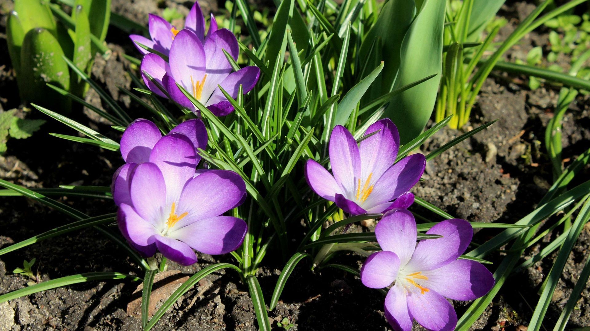 10 of the most expensive flowers in the world – PrestigeOnline Malaysia