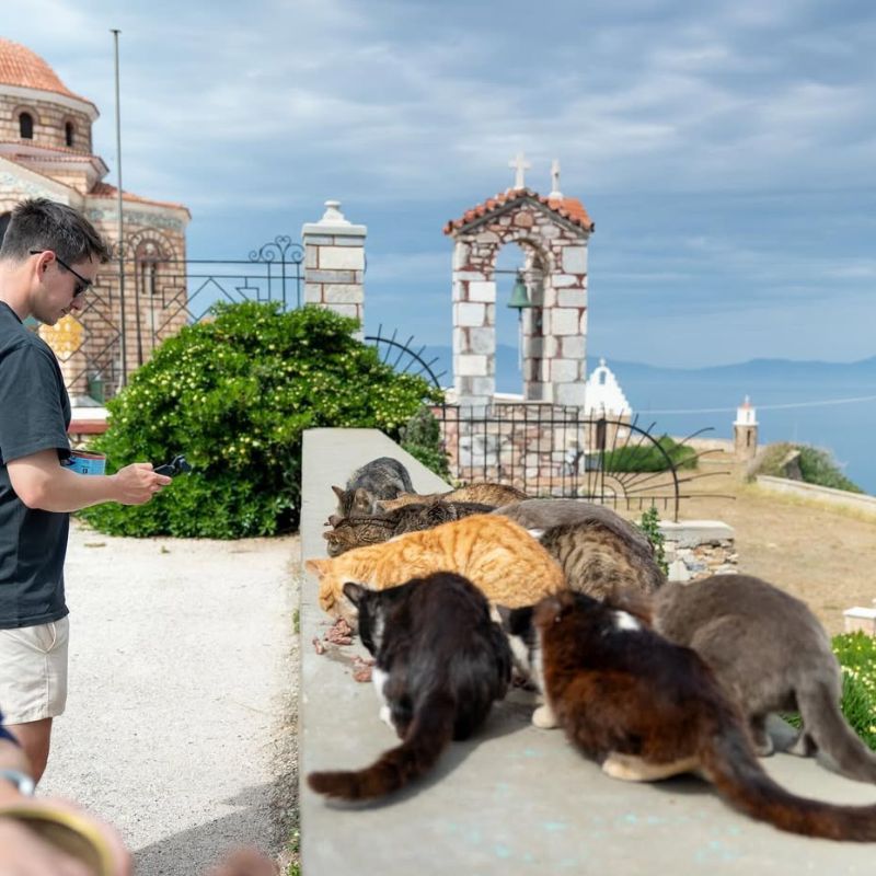 Syros Island in Greece will house you for free if you help cats ...