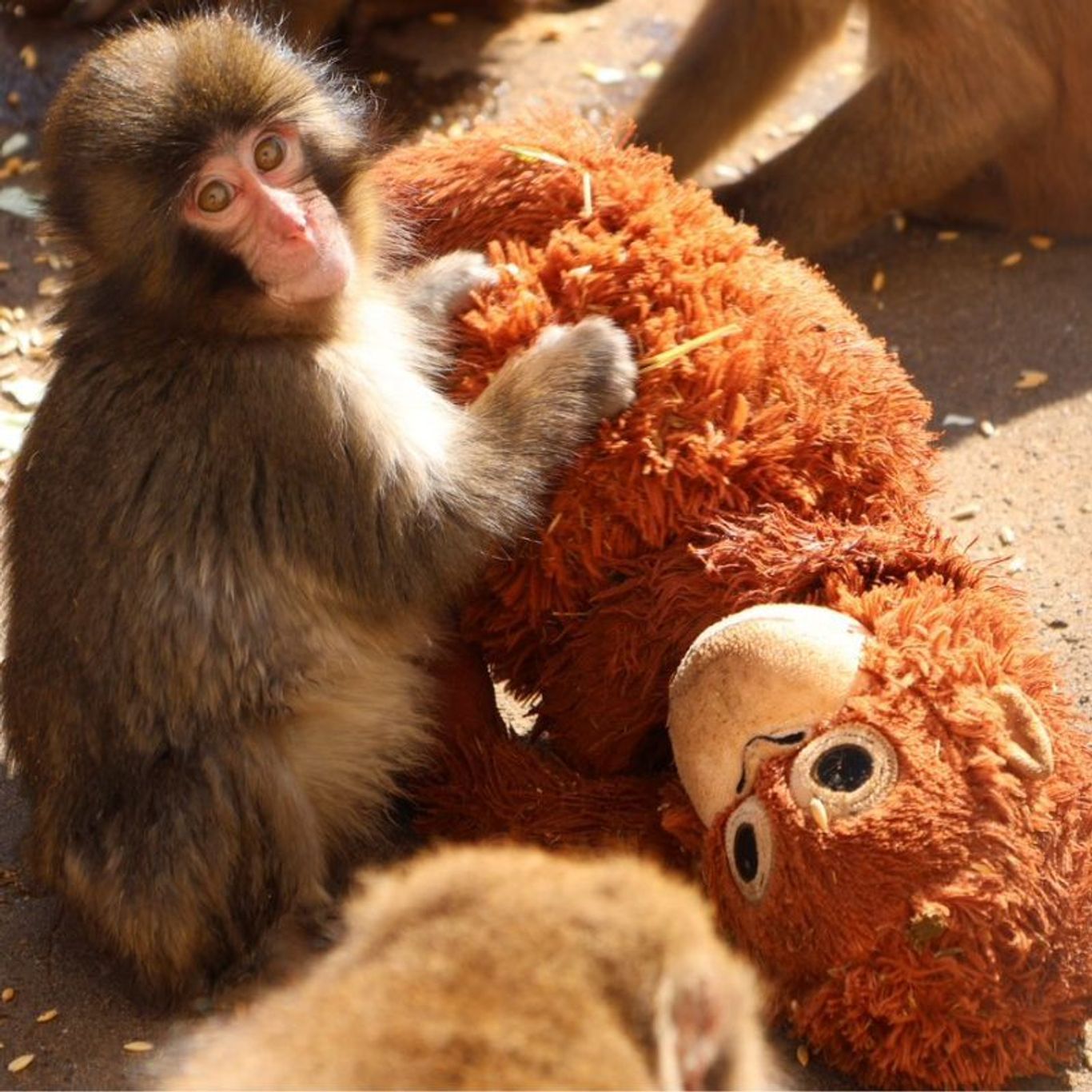 How to meet 'Punch', the baby monkey everyone is talking about ...