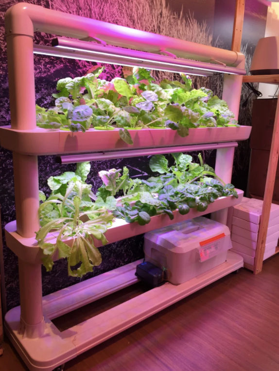 Urban gardening kits for you to grow your own produce