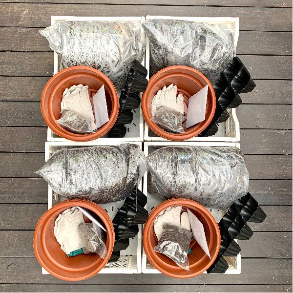 Urban gardening kits for you to grow your own produce