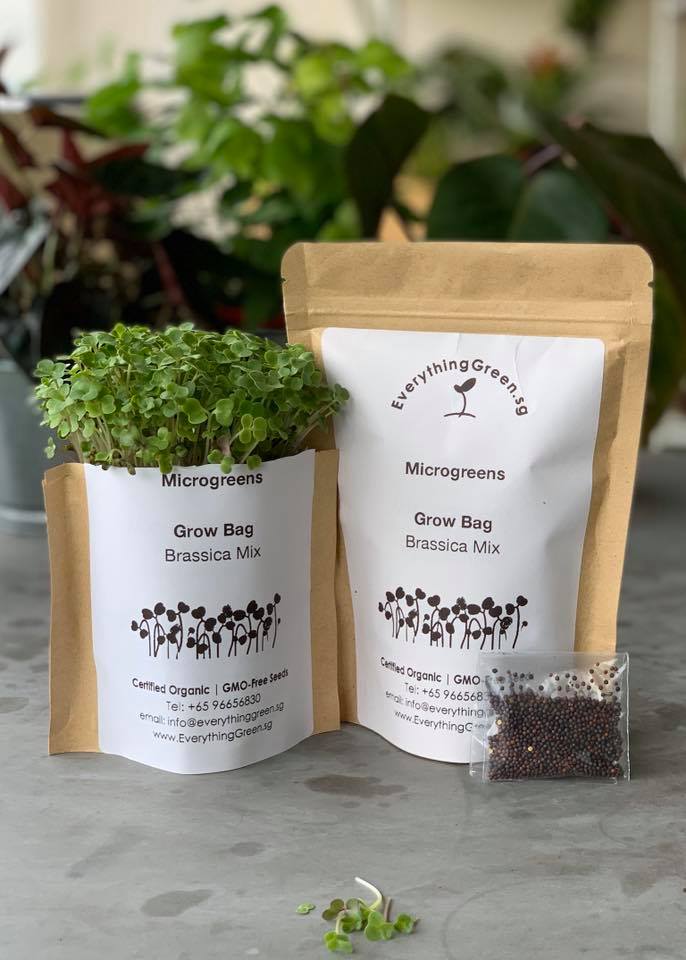 Urban gardening kits for you to grow your own produce