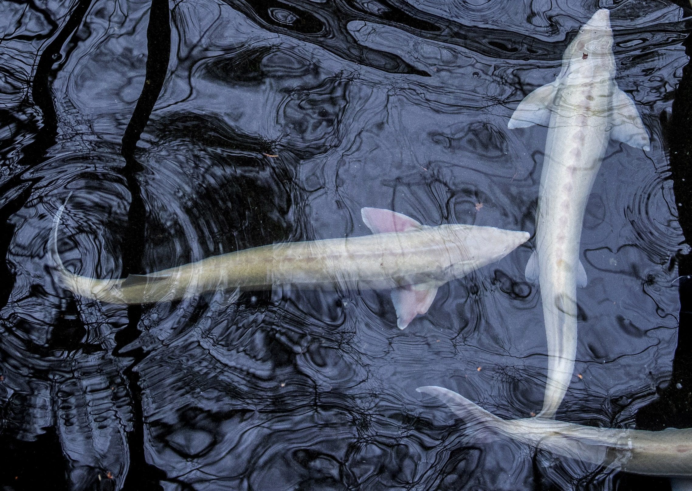 Why white caviar from albino sturgeon is the next big thing in luxury ...