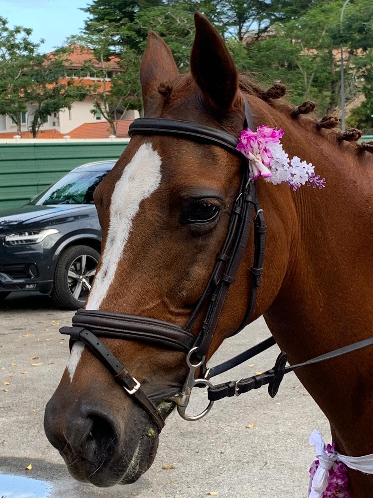 Women of Action: Diana The-Kronenburg on her love for horse riding