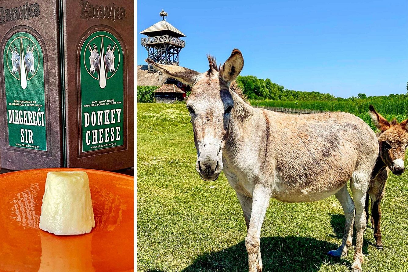 Rescued donkeys produce some of the most expensive, exclusive cheese