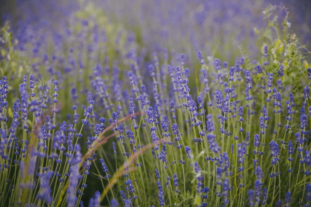 Sustainable scents: What it means to make a "green" perfume