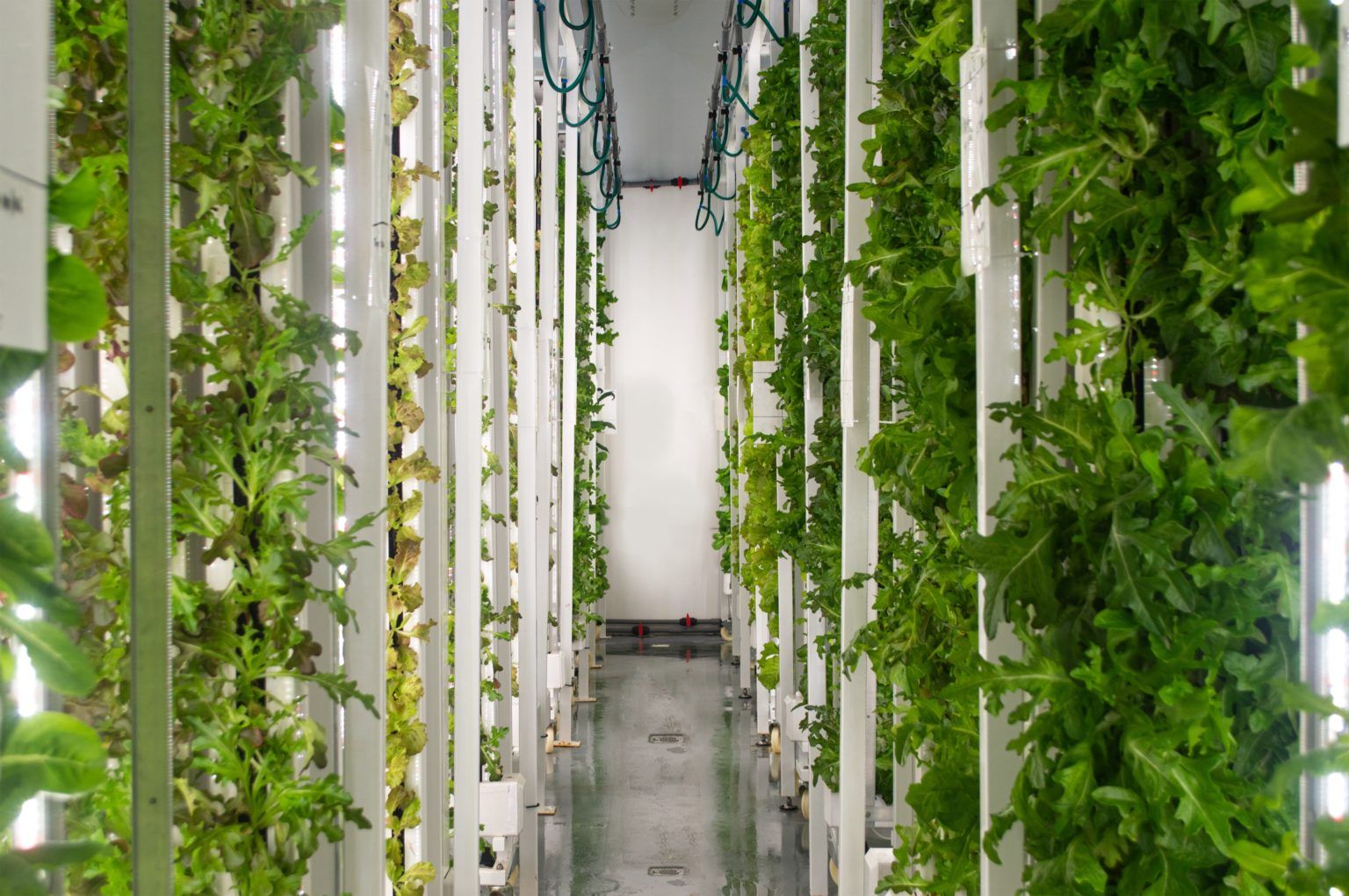 Want to eat fresh? Here’s where you can buy local produce online