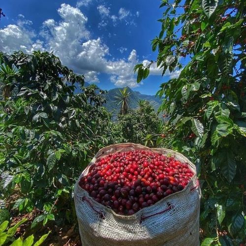 The world's most expensive coffees