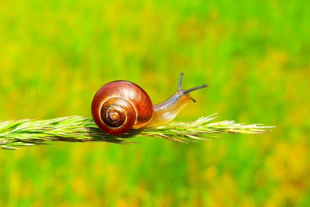 Snail mucin: How it helps dry skin, and the best products to try