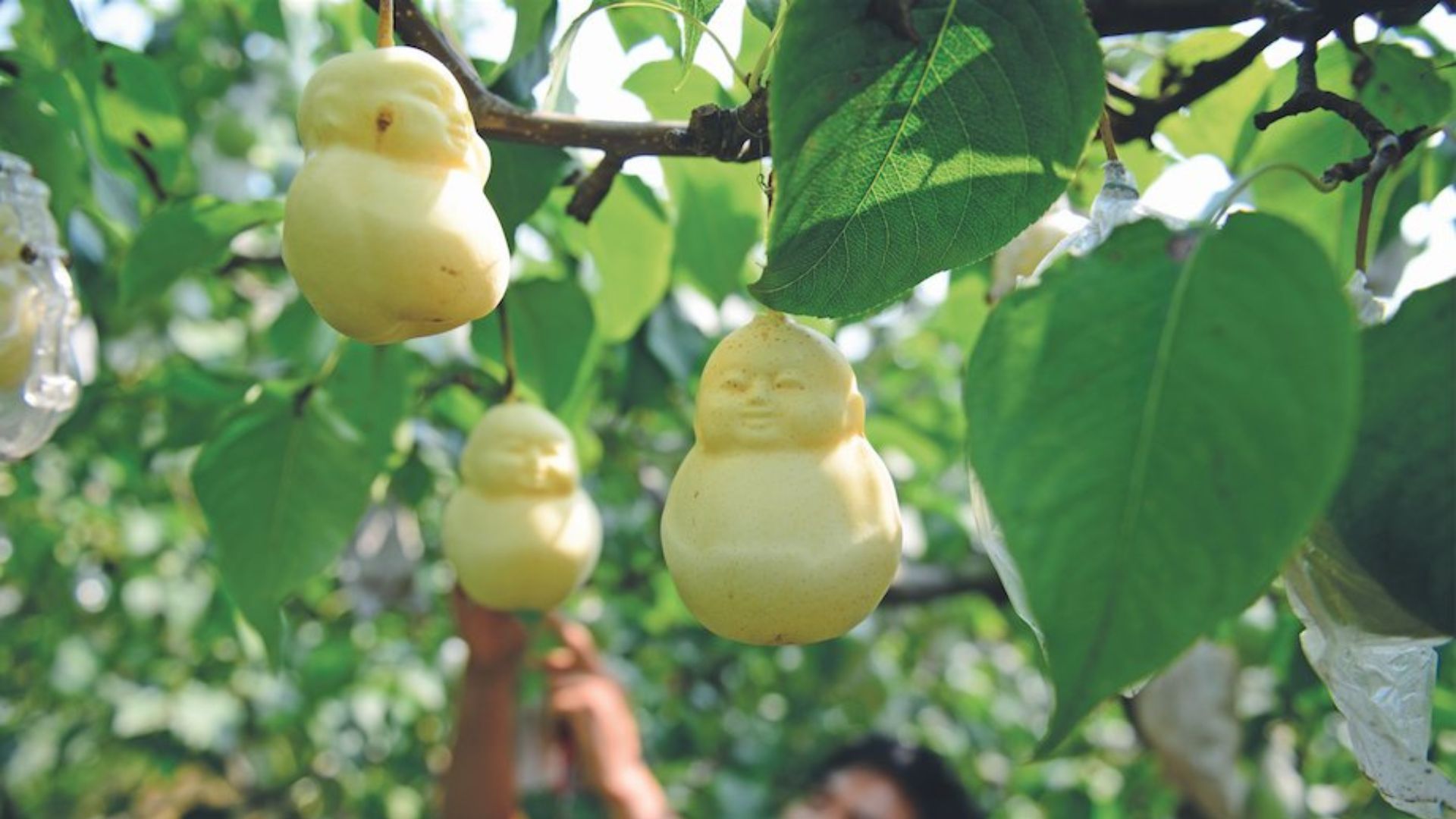 11 of the most expensive fruits in the world to splurge on