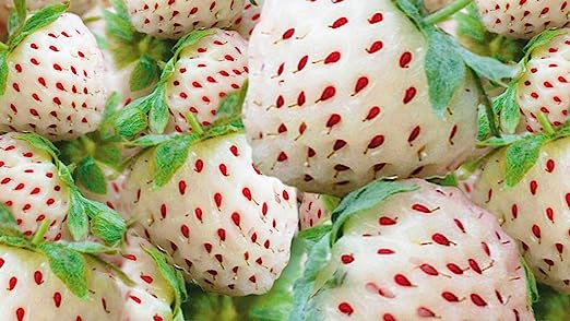 11 of the most expensive fruits in the world to splurge on