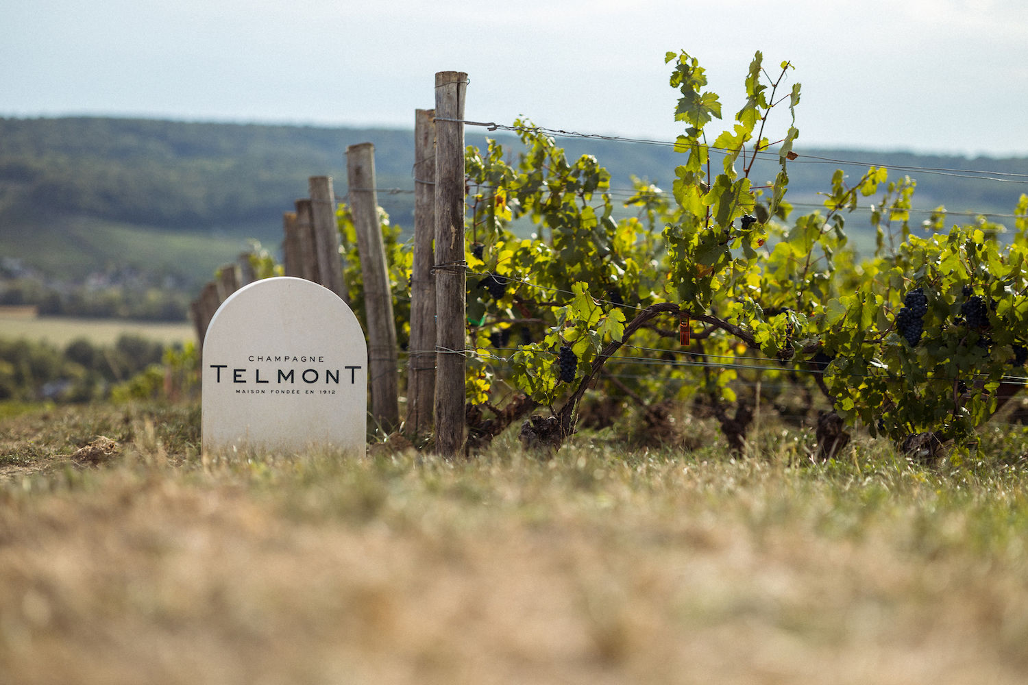 Champagne House Telmont: At the forefront of the green revolution
