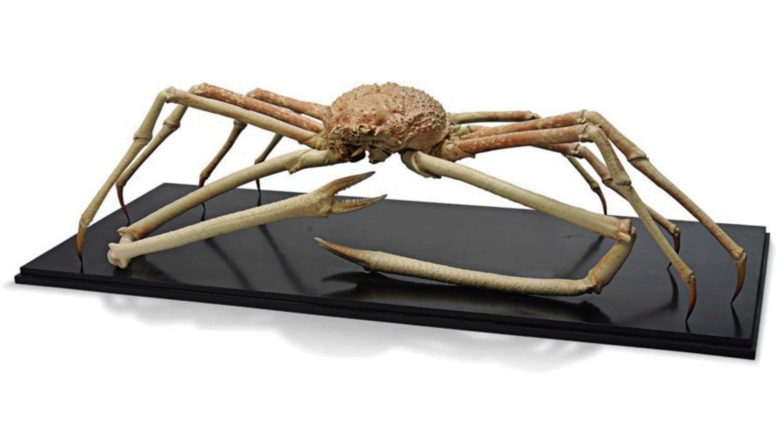 Most expensive crabs in the world to dine on