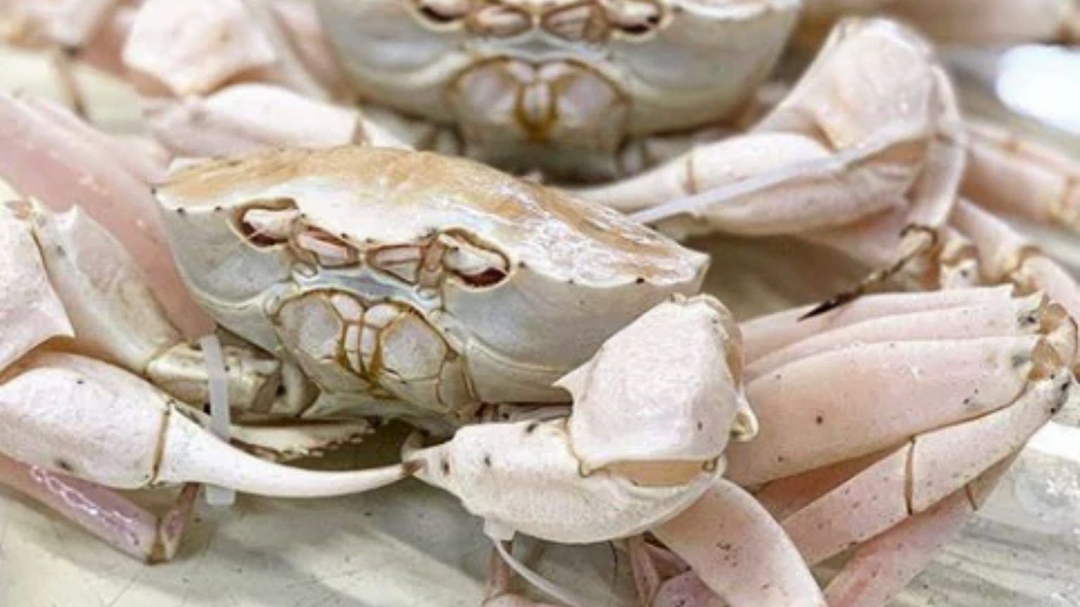 Most expensive crabs in the world to dine on