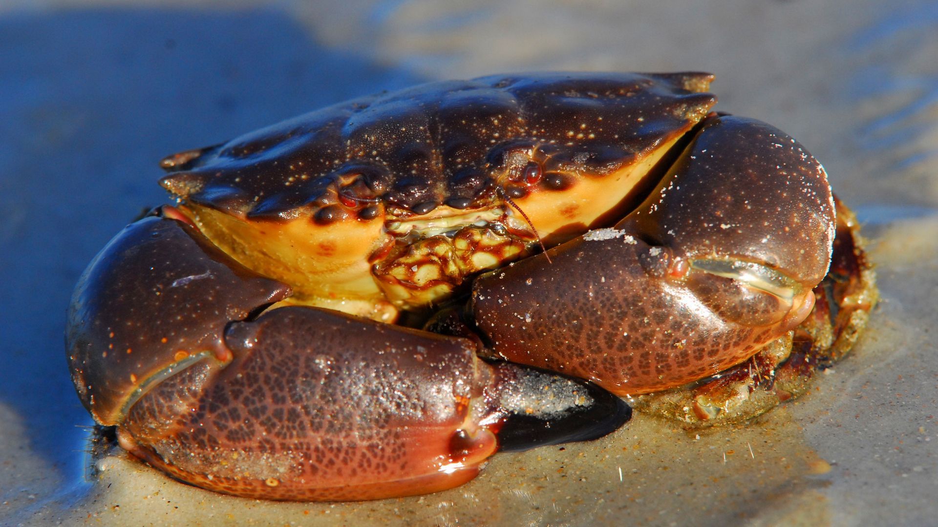 Most expensive crabs in the world to dine on
