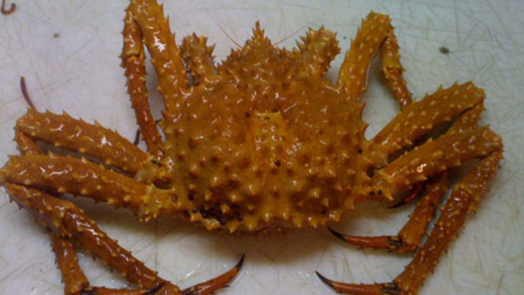 Most expensive crabs in the world to dine on