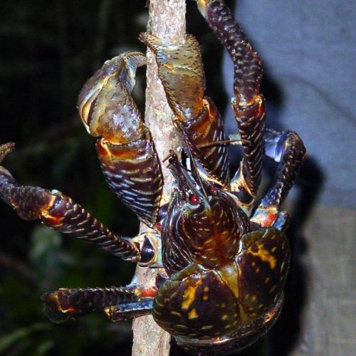 Most expensive crabs in the world to dine on