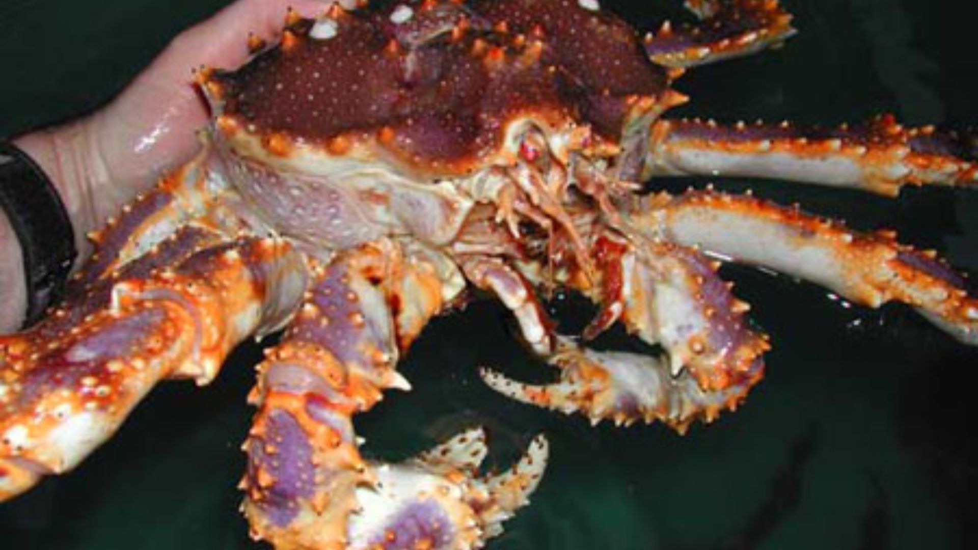Most expensive crabs in the world to dine on