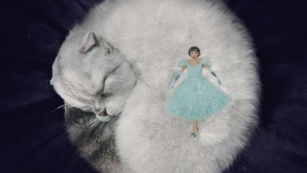 All about Taylor Swift's cats: Olivia Benson, Meredith, and Benjamin