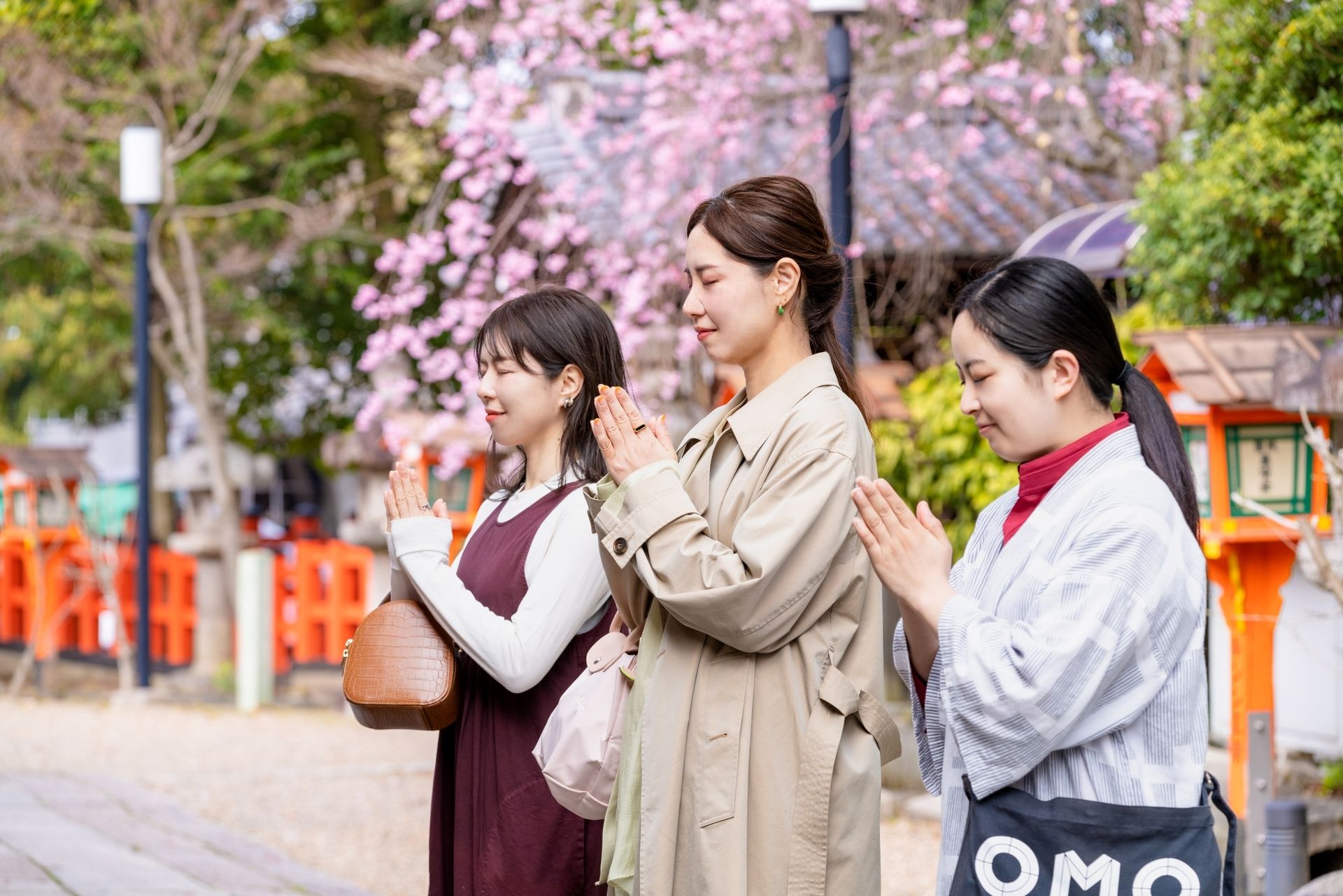 Go cherry blossom spotting in Honshu Japan for sakura season in 2024