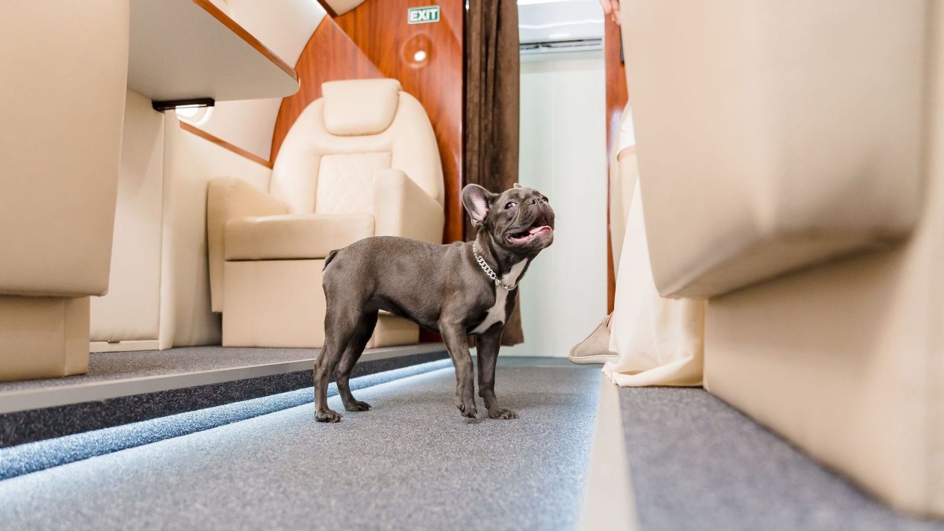BARK Air, a New York-based airline, caters to jet-setting dogs