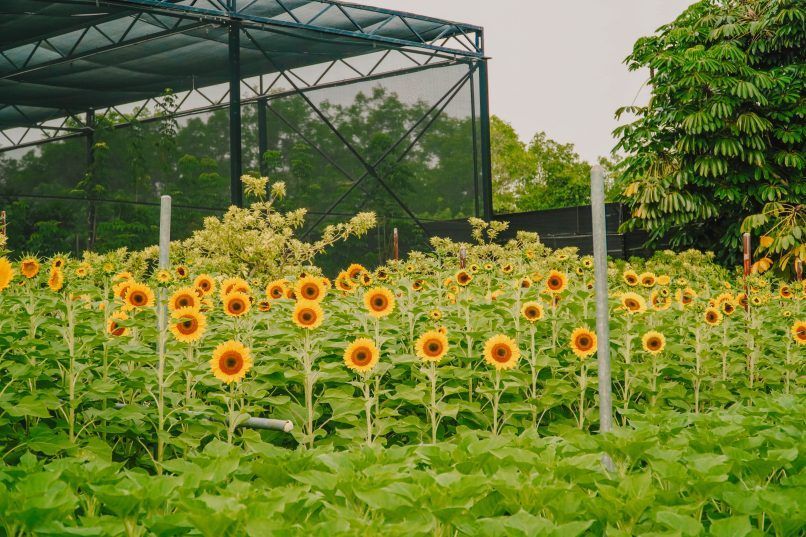 World's largest airport sunflower showcase unveiled at Changi Airport ...