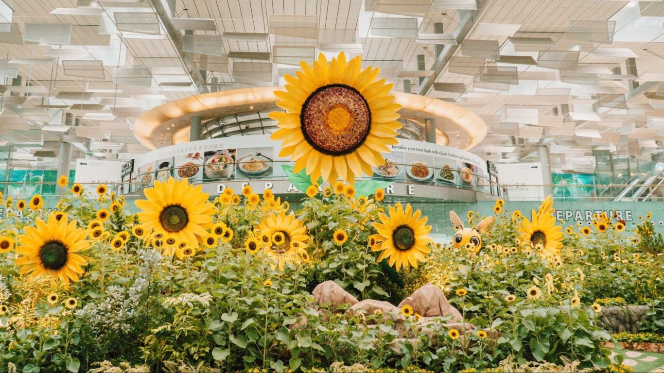 World's largest airport sunflower showcase unveiled at Changi Airport ...