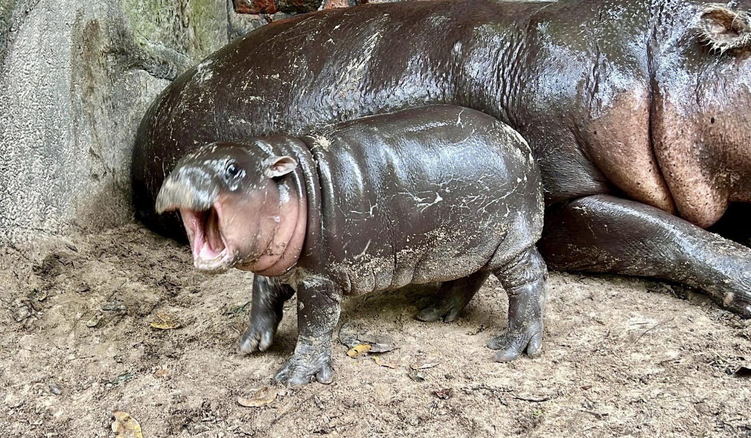 All about Moo Deng, the viral Thai baby hippo – PrestigeOnline Singapore