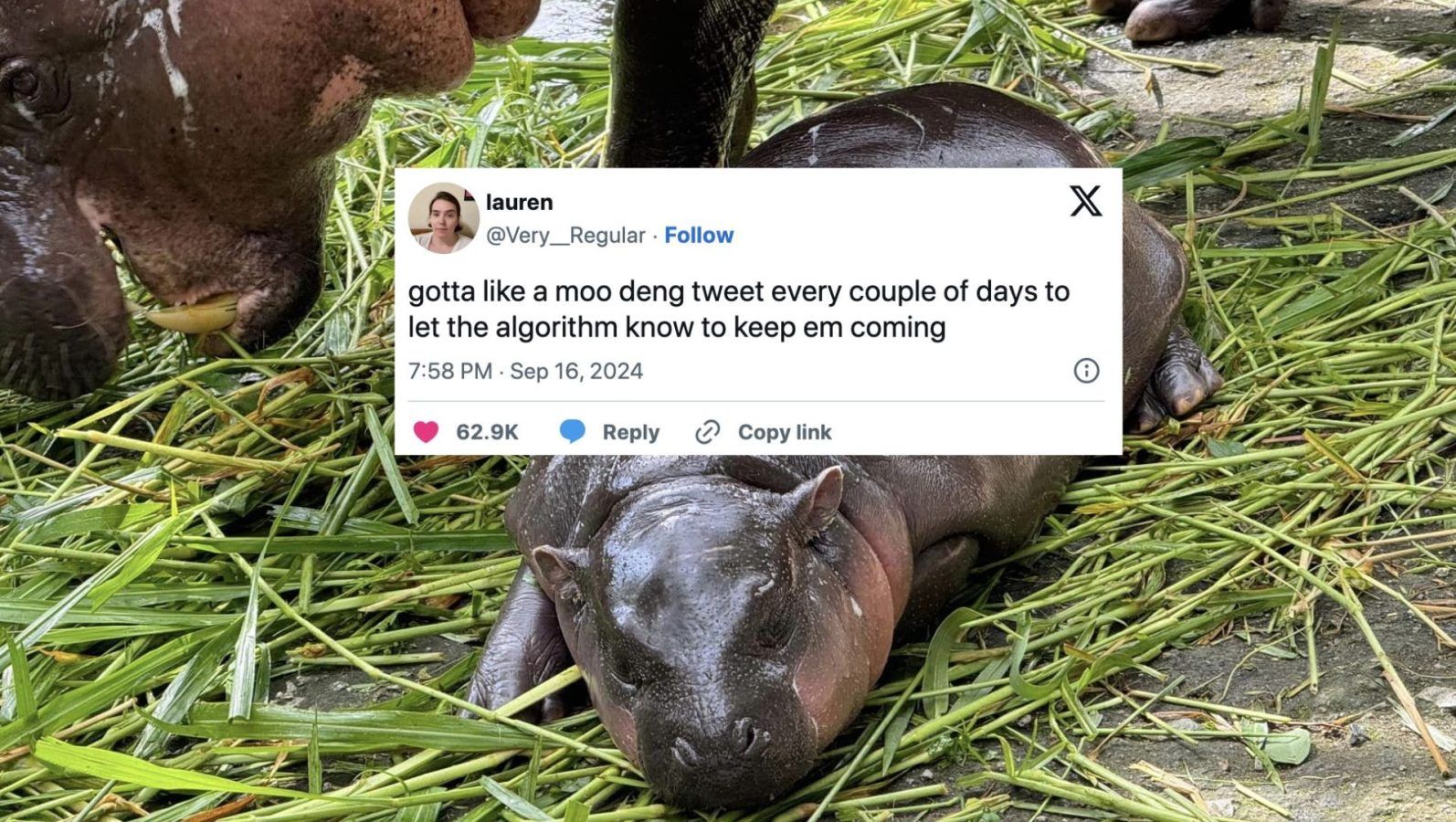 The best Moo Deng memes and reactions on the internet – PrestigeOnline ...