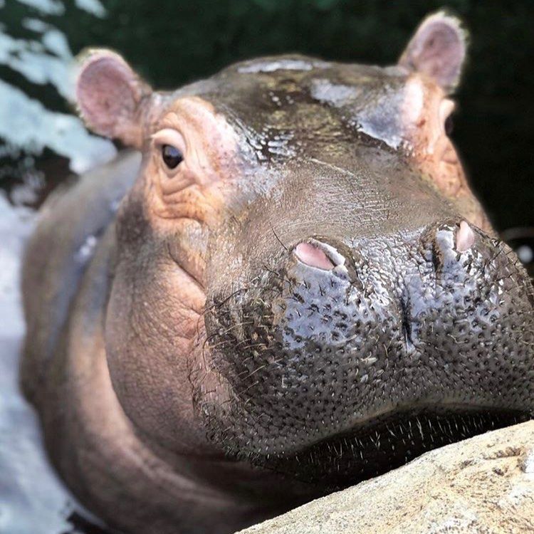 Most famous zoo animals around the world -PrestigeOnline Singapore