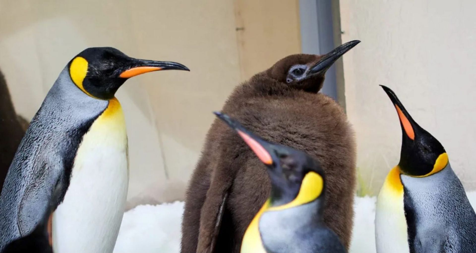 Meet Pesto, the adorable baby penguin going viral like Moo Deng ...