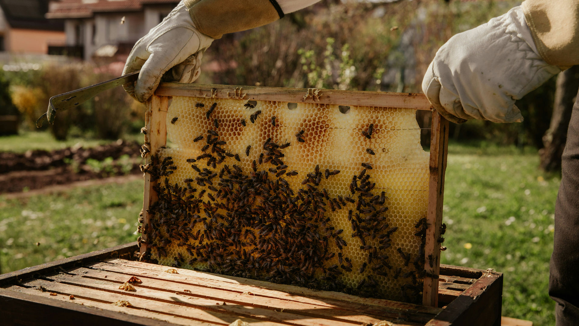 What is Propolis and why is it all the rage right now? - PrestigeOnline SG