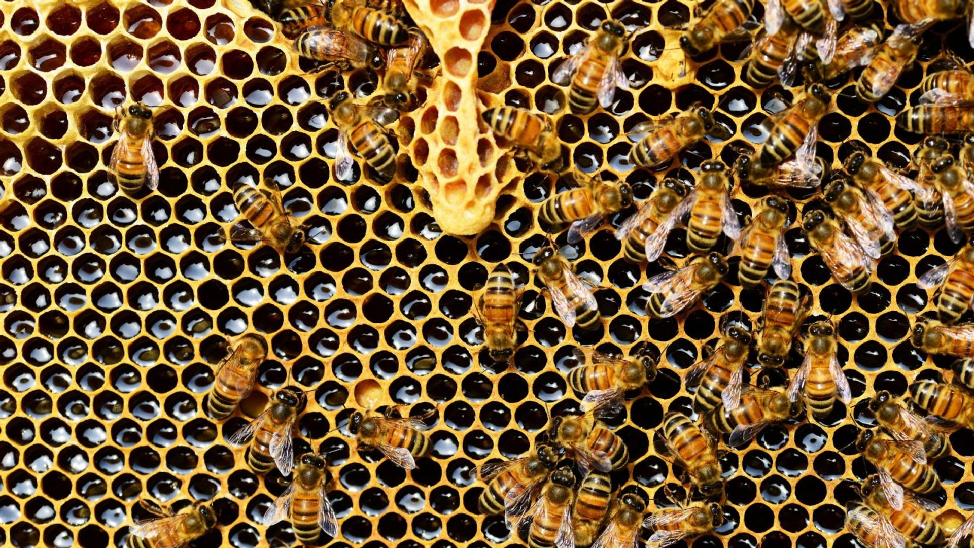 What is Propolis and why is it all the rage right now? - PrestigeOnline SG