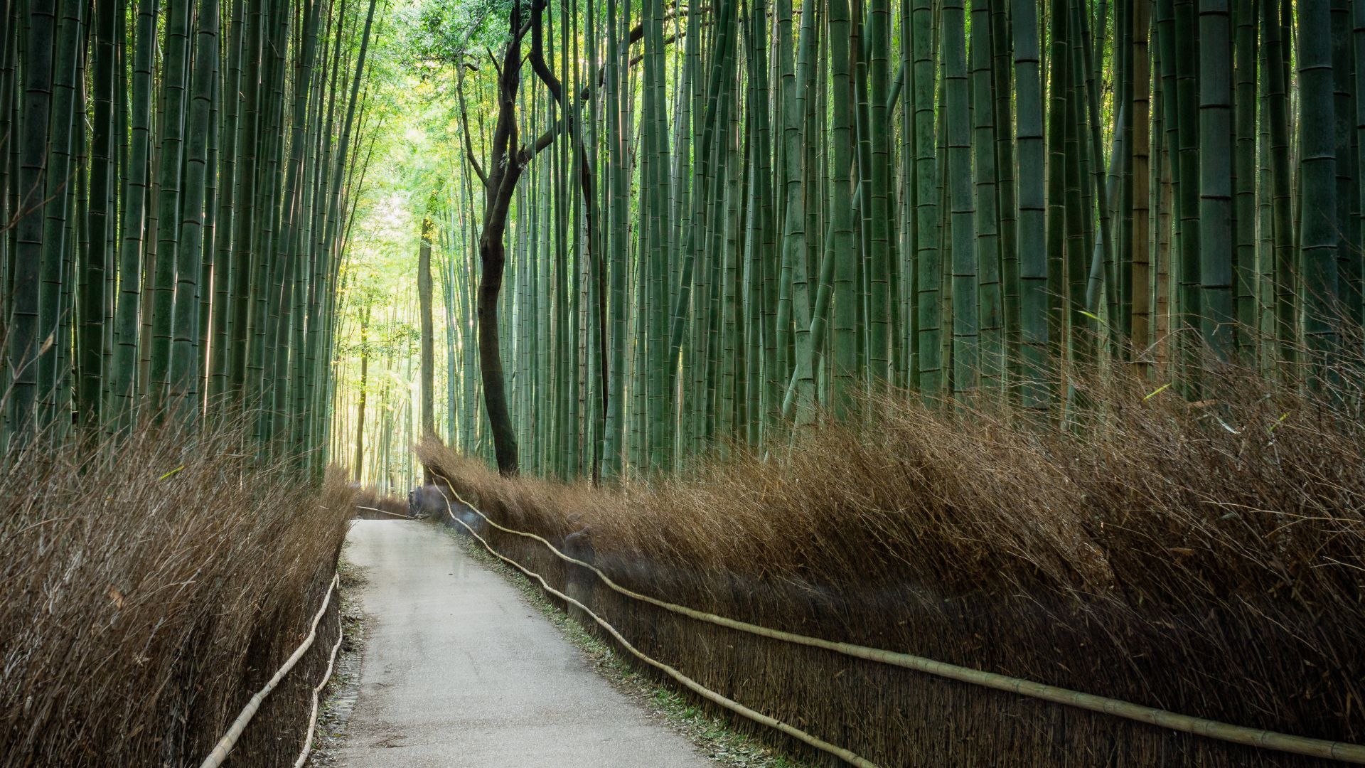 Discovering the magical forests of Japan – PrestigeOnline Singapore
