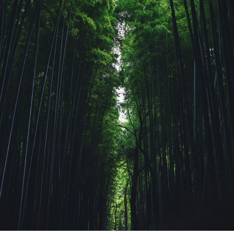 Discovering the magical forests of Japan – PrestigeOnline Singapore