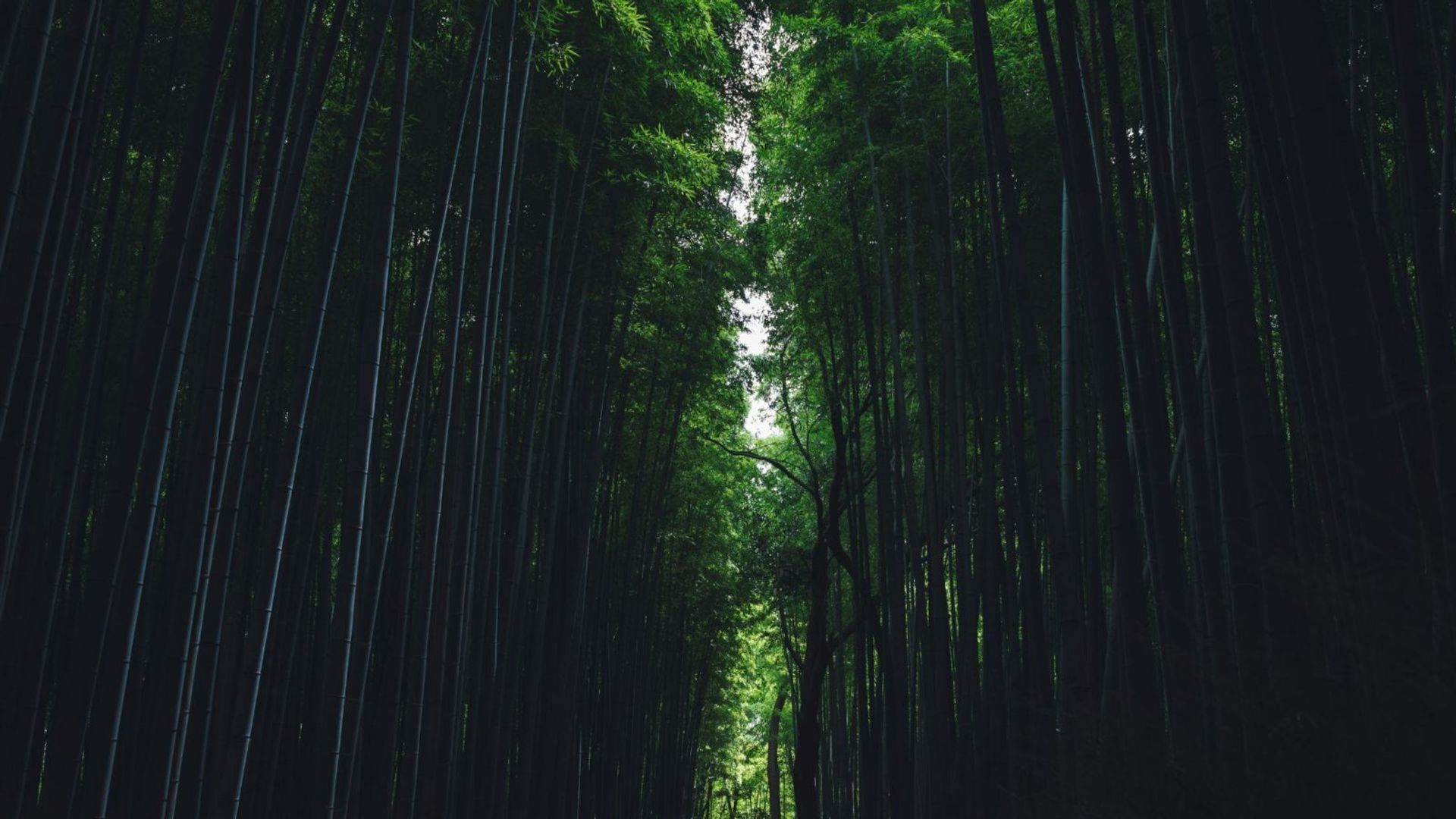 Discovering the magical forests of Japan – PrestigeOnline Singapore