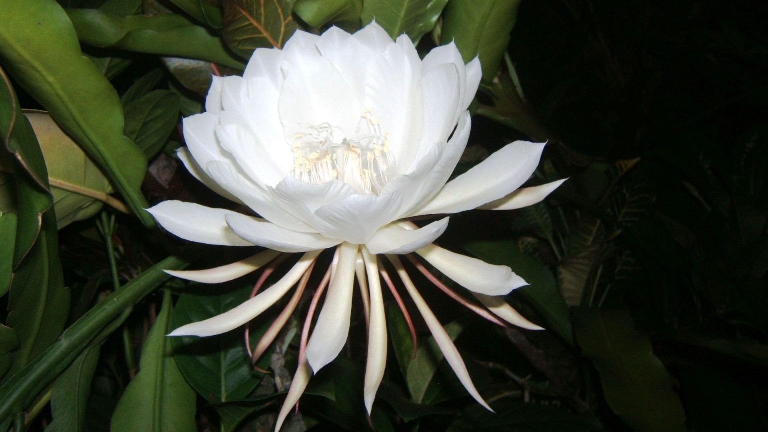 10 of the most expensive flowers in the world – PrestigeOnline Singapore