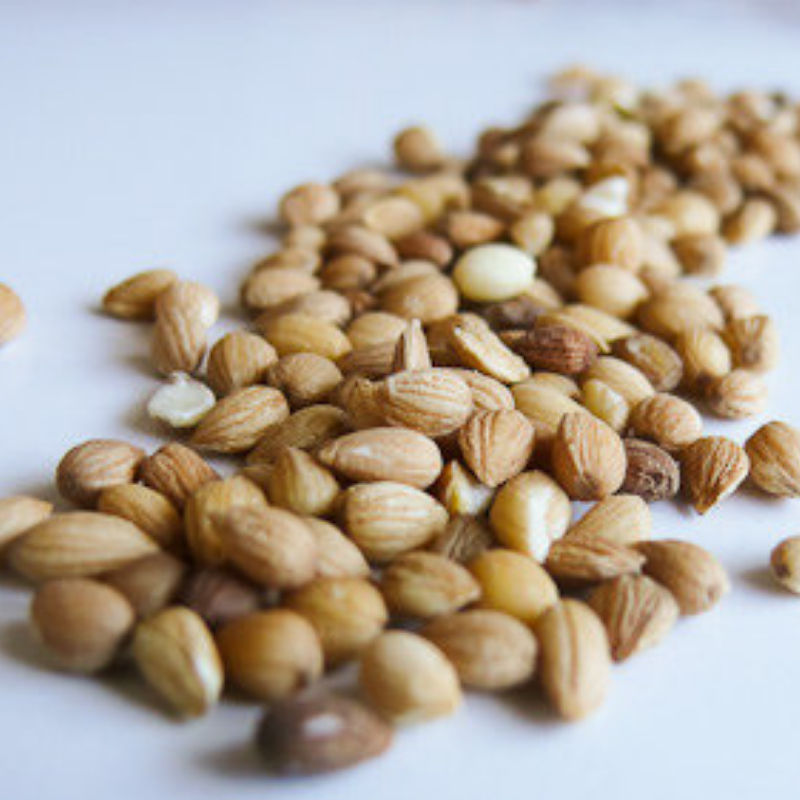 The most expensive spices in the world: Saffron and other condiments