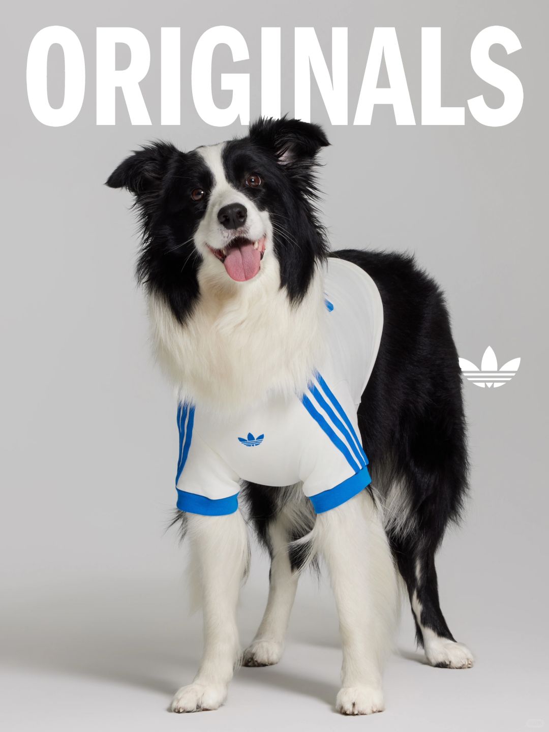adidas Originals has a Pet Collection – PrestigeOnline Singapore