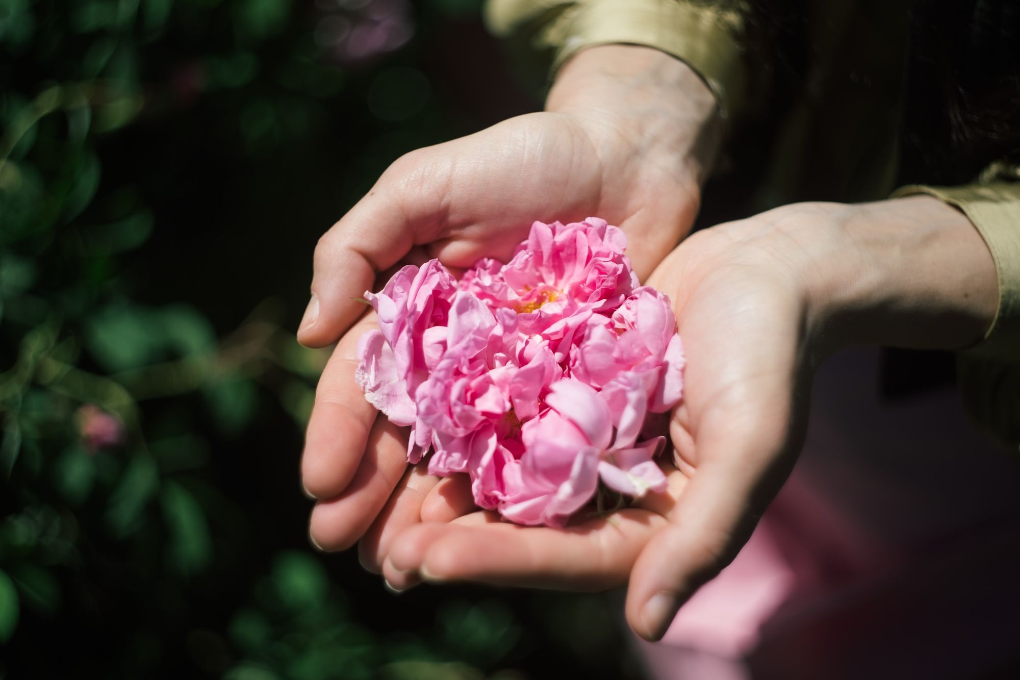 Prestige joins Amouage on a special rose harvesting trip in Oman