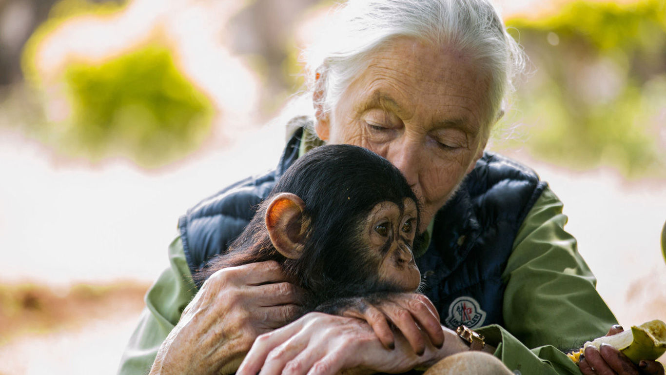 Chimpanzee whisperer, Dr. Jane Goodall, dies at age 91 – PrestigeOnline ...