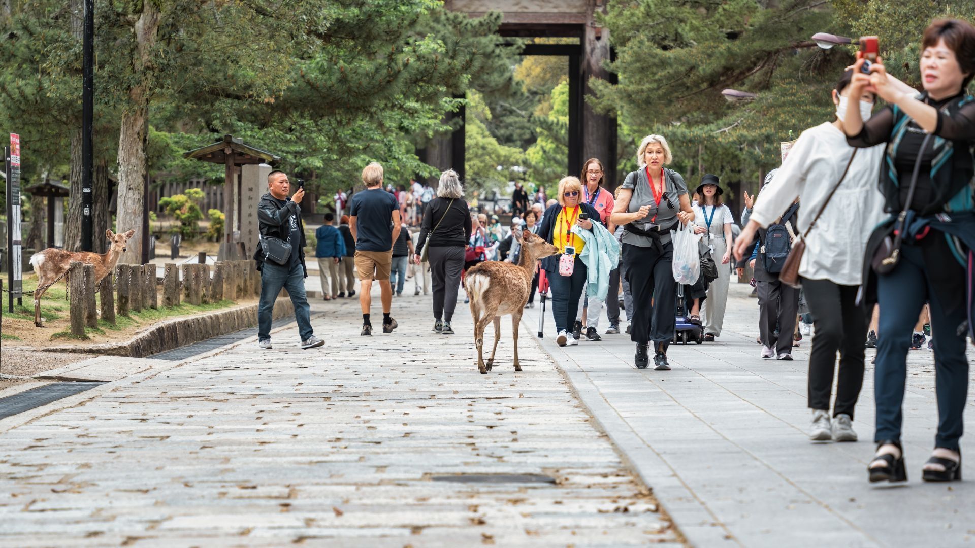 New travel rules for Japan in 2026 – PrestigeOnline Singapore