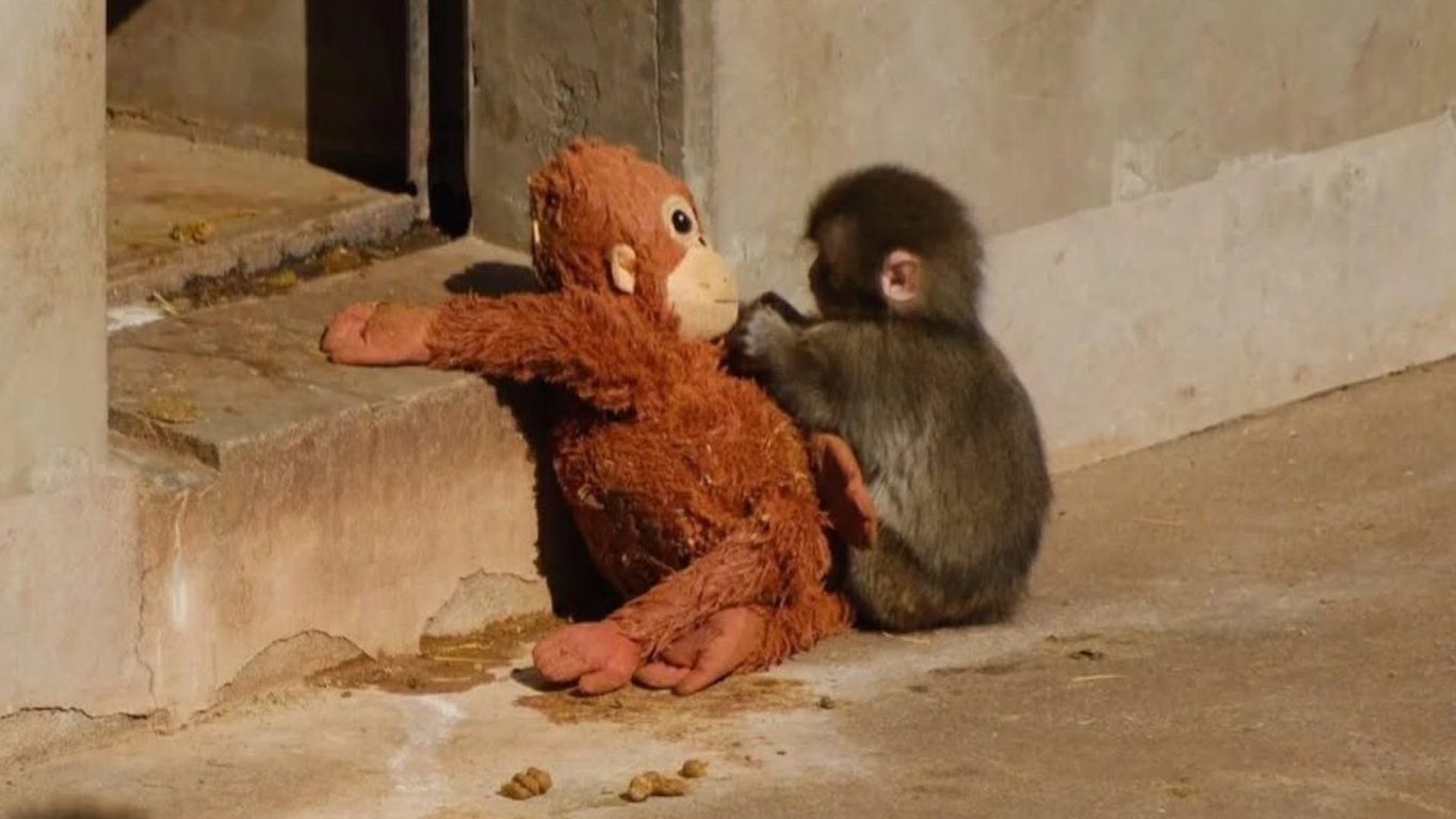 Viral baby monkey Punch: The emotional story breaking the internet ...