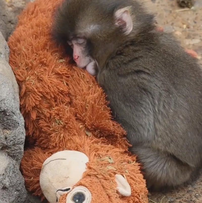 Viral baby monkey Punch: The emotional story breaking the internet ...