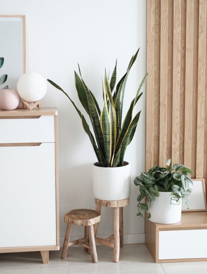 These Potted Plants Will Boost Your Productivity at the Office