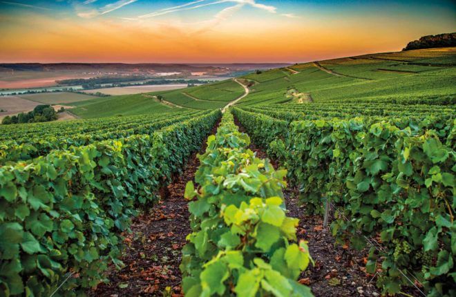 Discover the World of Champagne and One of France's Best Wine Region