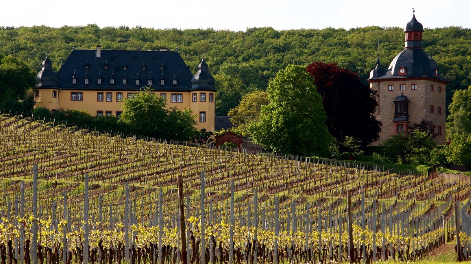 Oldest wineries and vineyards in the world you should know about